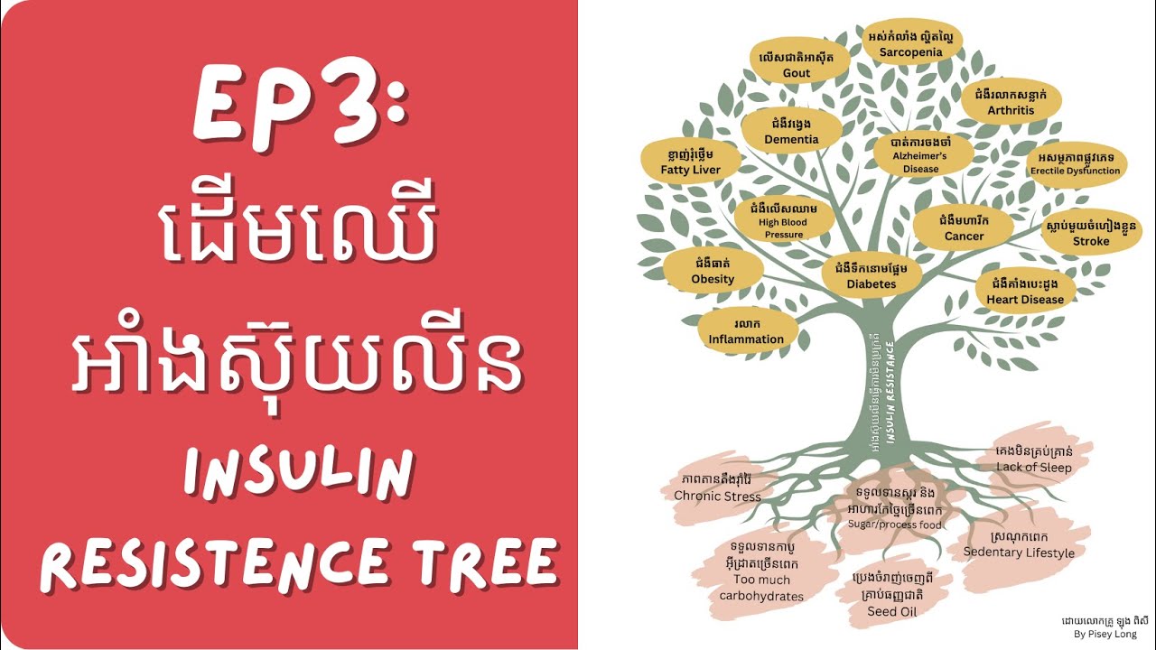 EP3: Insulin Resistance Tree I ដើមឈើអាំងស៊ុយលីន - YouTube