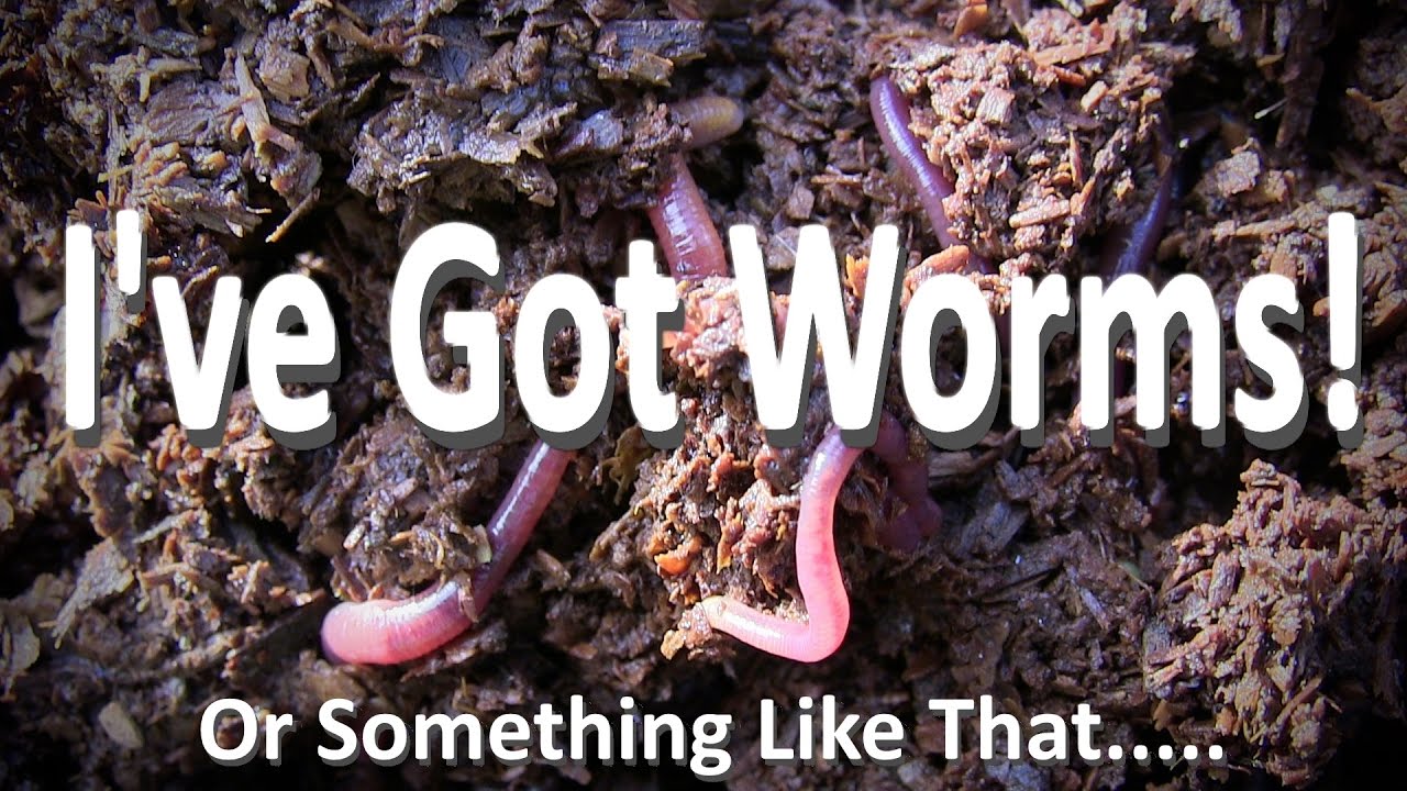 Tons of Worms and a Back to Eden Garden Update | We've Got Seeds ...