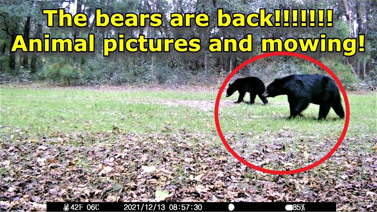 The bears are back! Mowing and animal pictures! #558 - YouTube