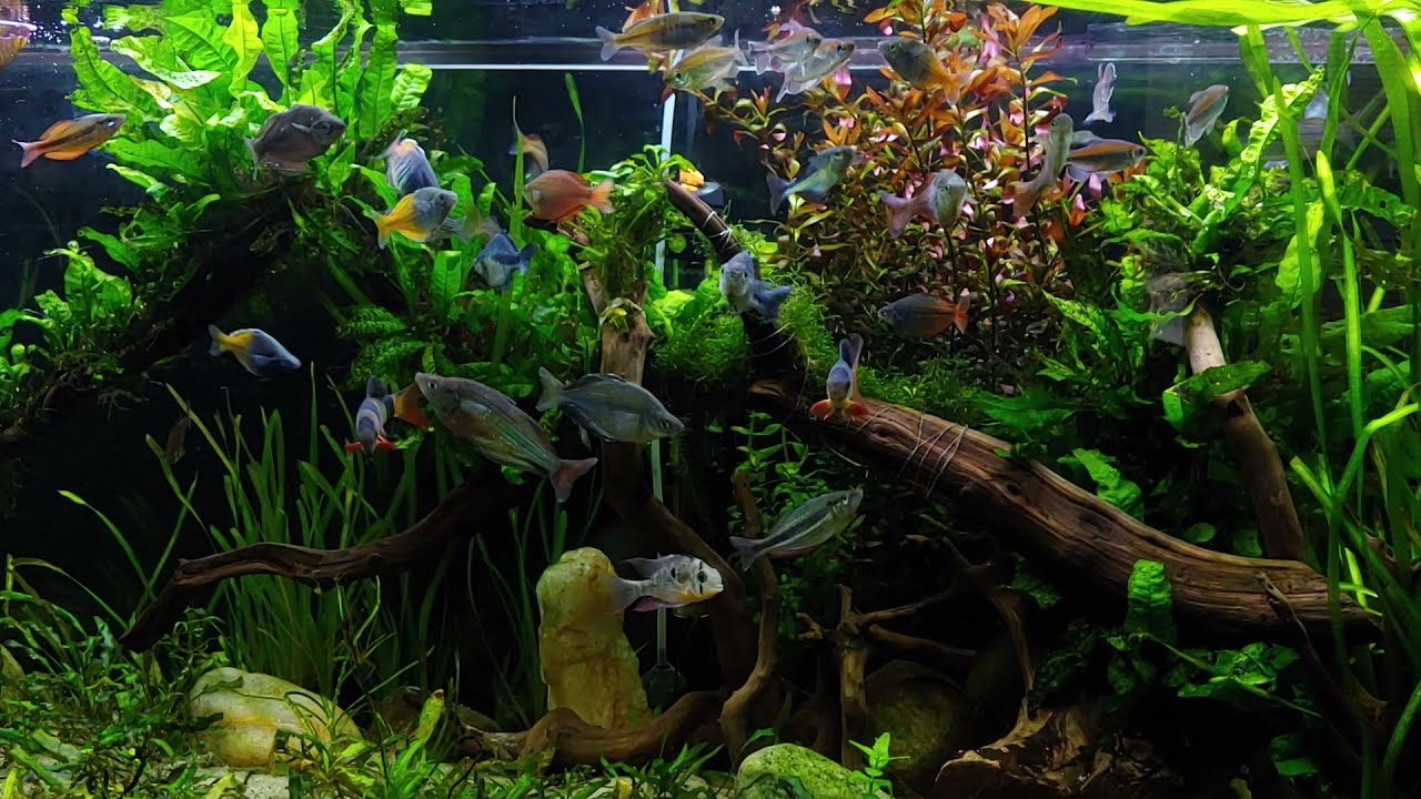 Another update on my 55 gallon planted beautiful rainbow fish community ...