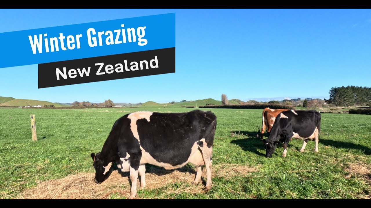 Dairy farming in New Zealand- Cold frosty winter days- cows grazing ...