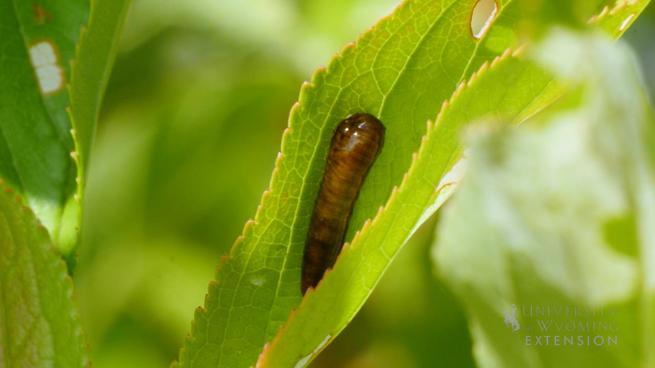 Pear Slugs | From the Ground Up - YouTube