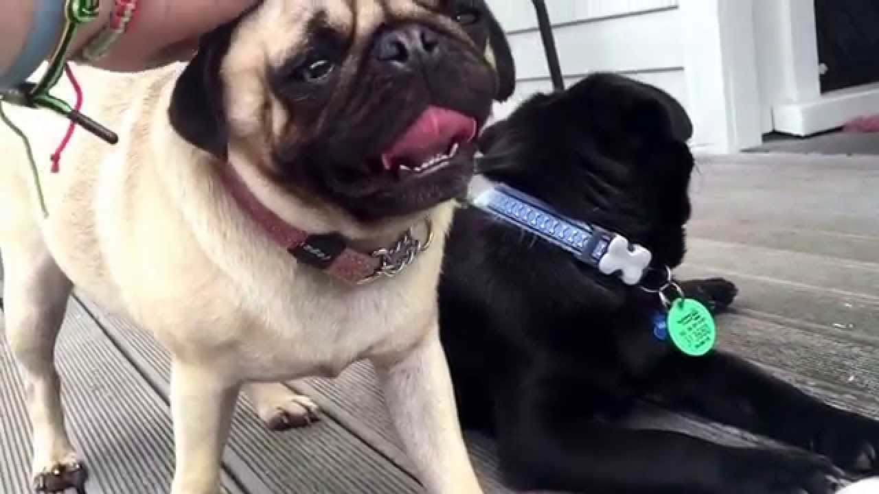Pug Dogs!!!! - YouTube