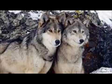 Wolves MV - Hero by Skillet