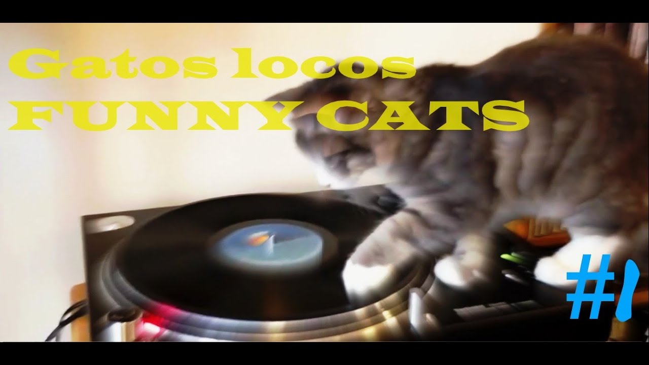 gatos locos/ funny cats #1 - YouTube