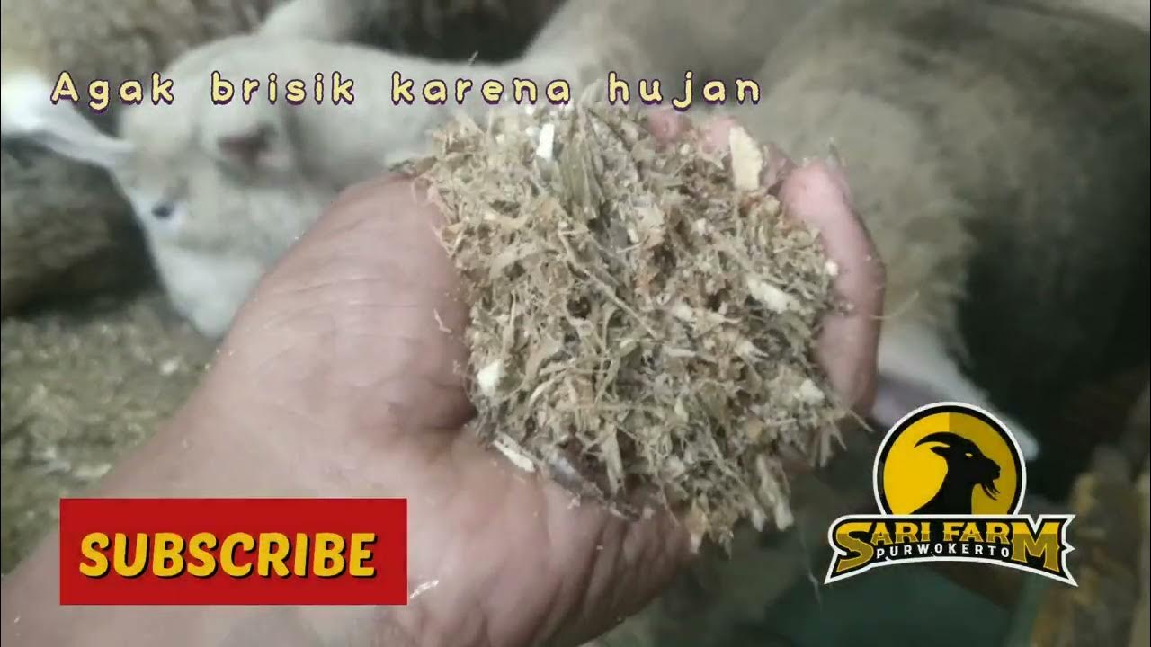 Solusi Supaya Tidak Ngarit Setiap Hari ! Pakan Complete Feed Untuk Domba Merino, Murah Bikin ...