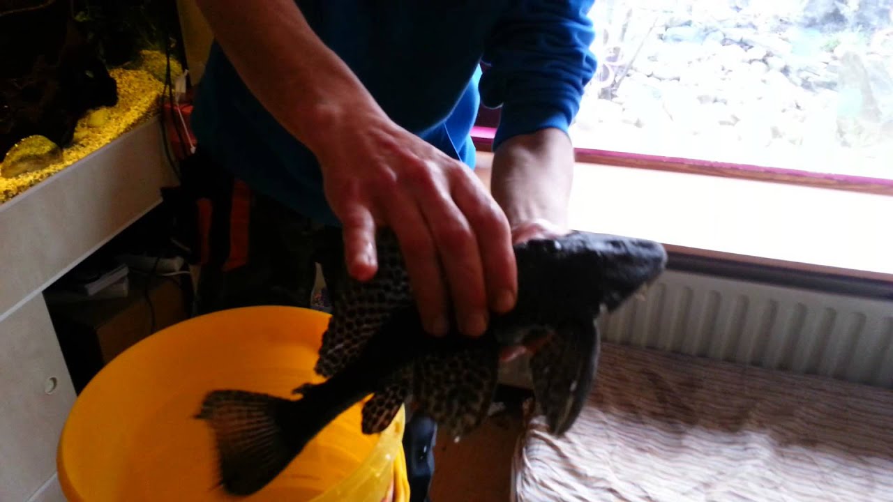 Introduction of my monster pleco. - YouTube
