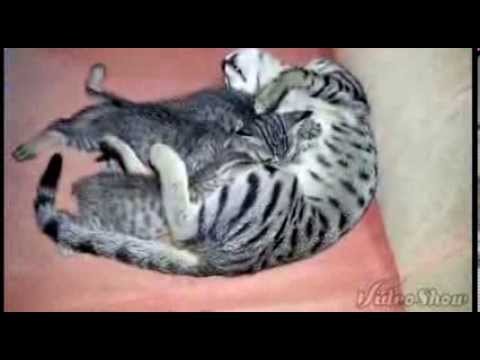 Male Cat breastfeeding the kittens ( Funny)