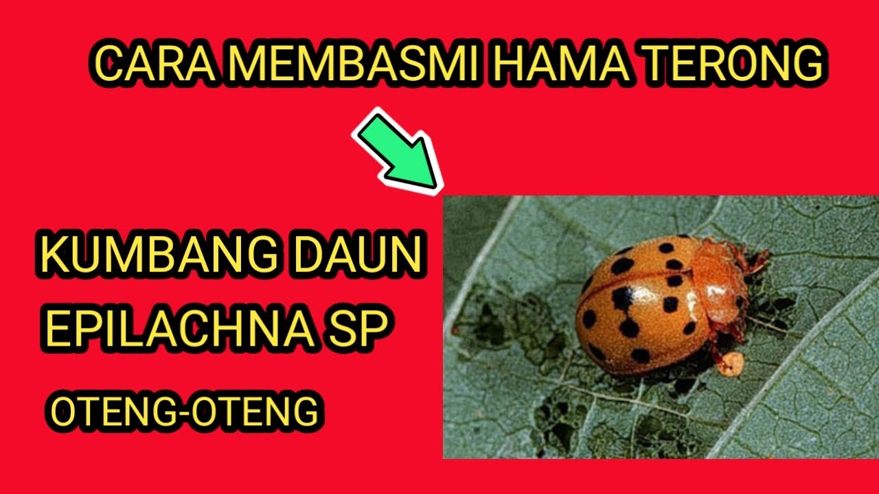 cara mengatasi hama oteng-oteng pada tanaman terong || insektisida ...