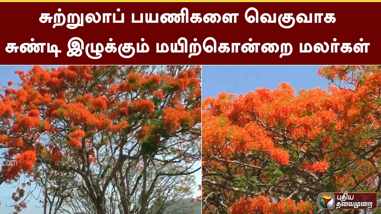 சுற்றுலாப் பயணிகளை வெகுவாக சுண்டி இழுக்கும் மயிற்கொன்றை மலர்கள் ...