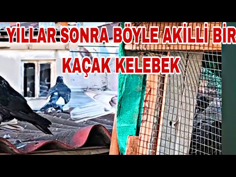 YİLLAR SONRA BÖYLE AKİLLİ BİR KAÇAK KELEBEK GELDİ 