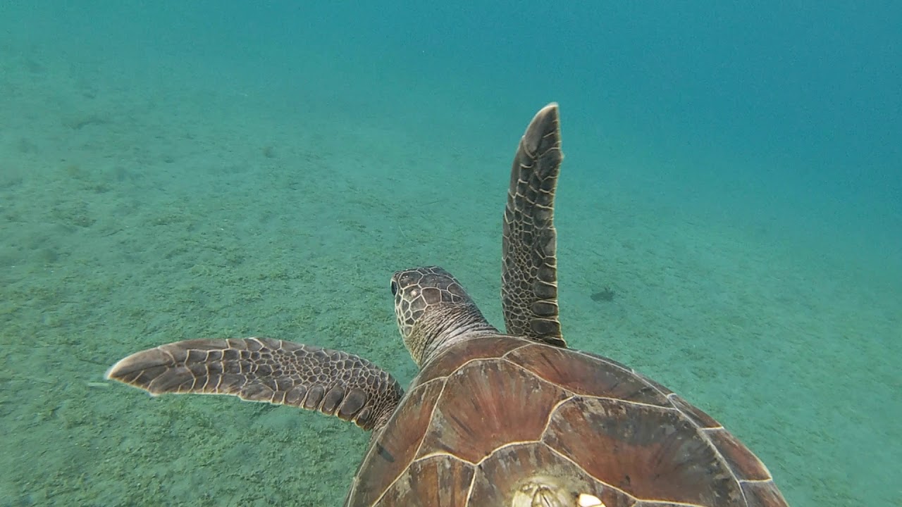 Turtle @Cyprus-Limassol - YouTube