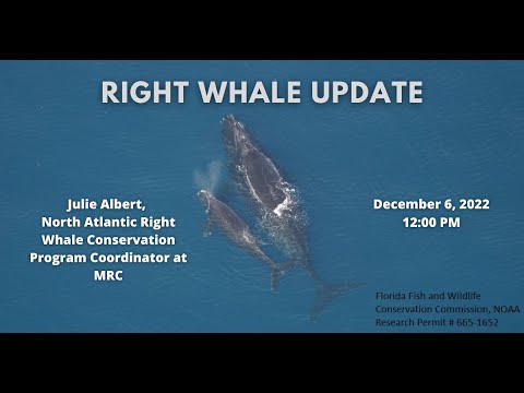 December 2022 Lunch & Learn - Right Whale Update - YouTube
