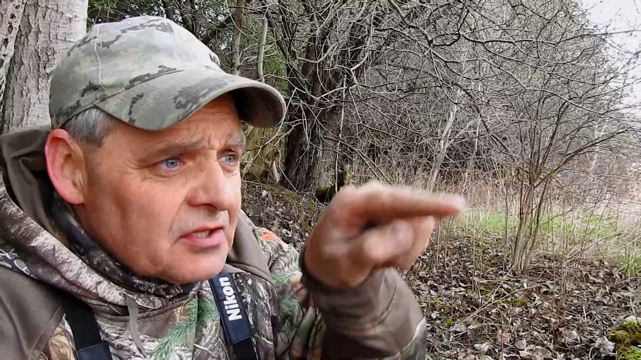 Calling All Bears - YouTube