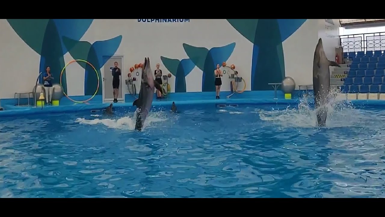 Jumping dolphins, Dolphin show, Pattaya, Stunts - YouTube
