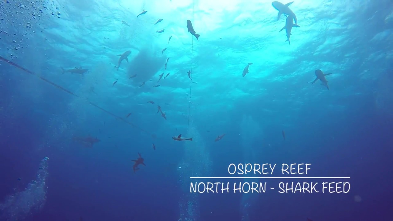 Australia - Osprey Reef: Diving with sharks, Mike Ball Dive Expeditions ...