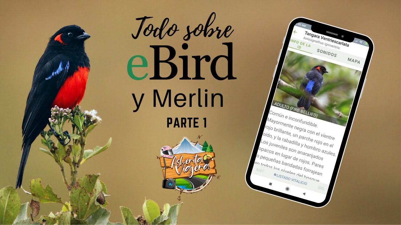 ¡TUTORIAL! - Como usar eBird y Merlin - Parte 1: crear o recuperar tu ...