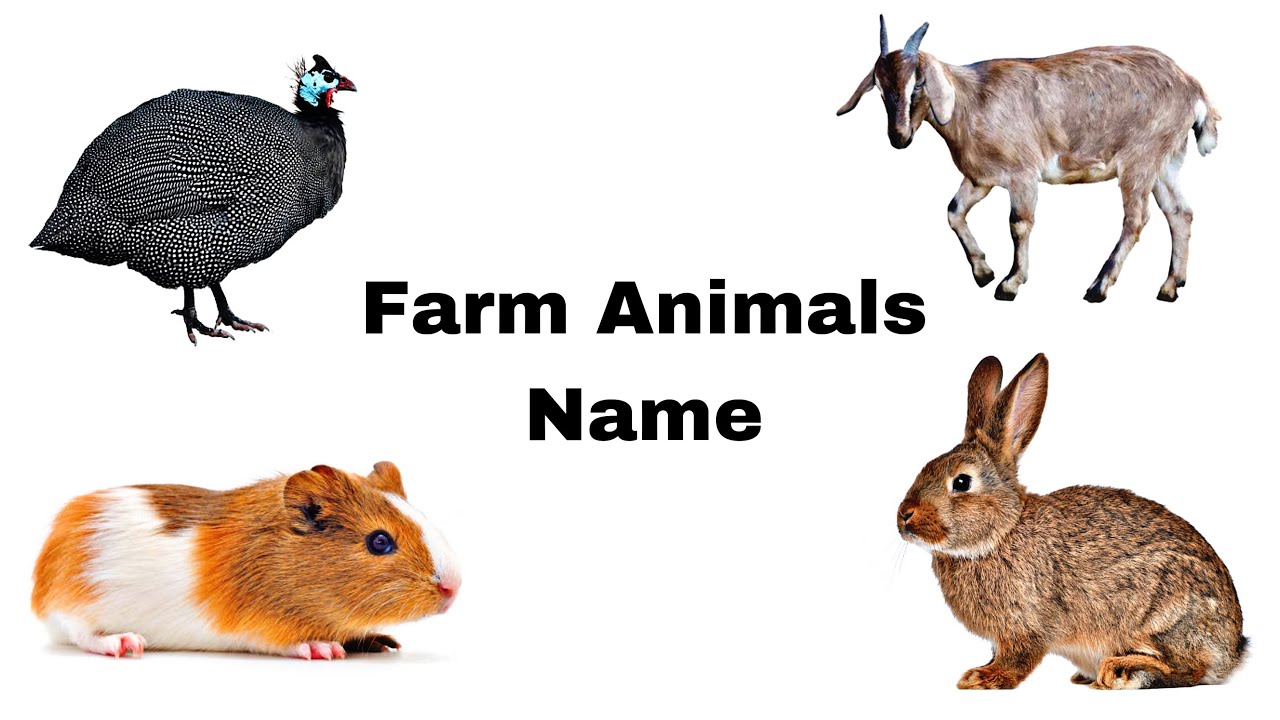 Farm animals name for kids and toddlers | Farm animals names ...