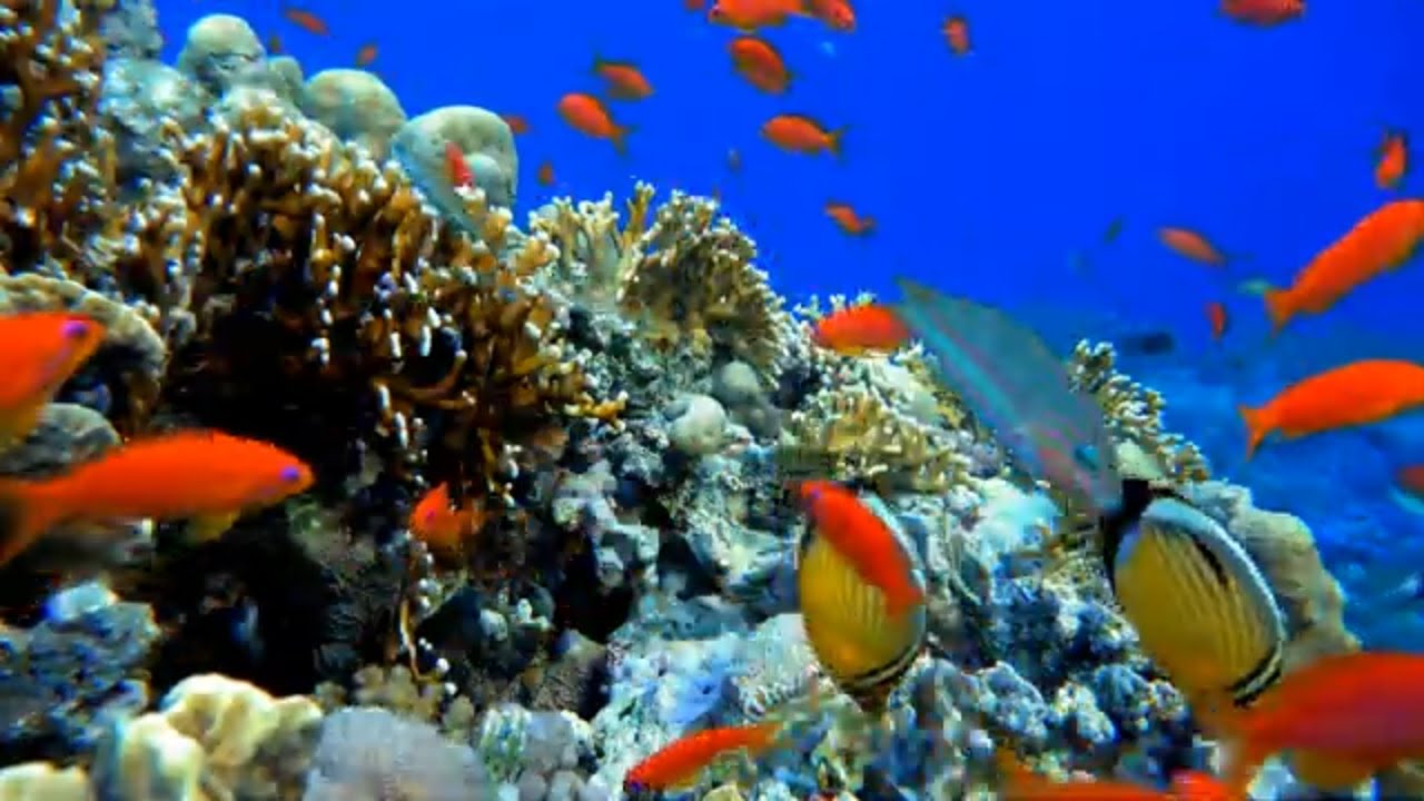 2 Hours of Beautiful Coral Reef Fish, Stunning Ocean Fish, & Relaxing ...