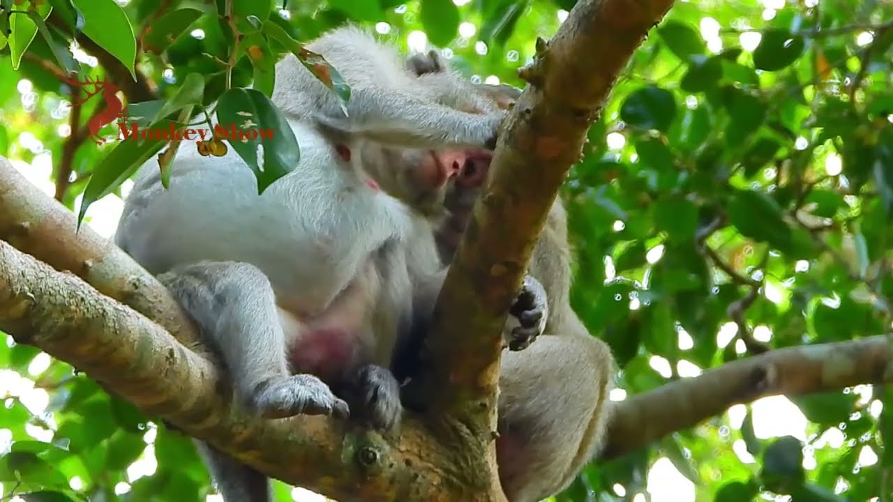 Monkey Jane feels most relaxed on tree lon - YouTube