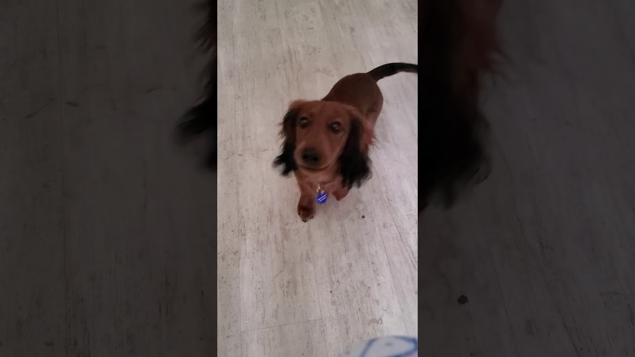 Annoyed Puppy Noises - YouTube
