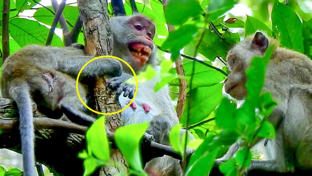 This Time..Jane Monkey Spread Big Love To Jazzy Monkey When Duchess ...