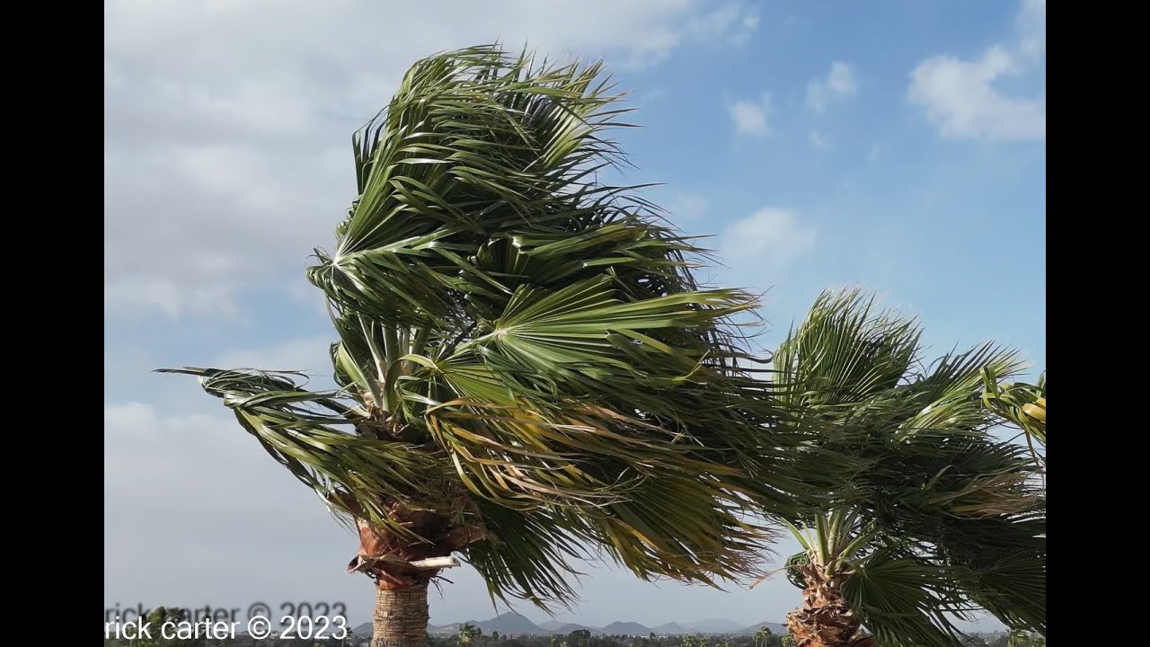 Tall Palm Trees in Strong Winds From DJI Mini 3 Pro Drone - YouTube