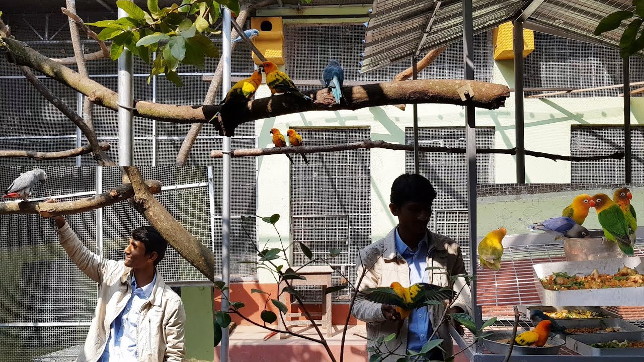 Birds Parrots Releasing At Open Outdoor Aviary Farm / Love Birds ...