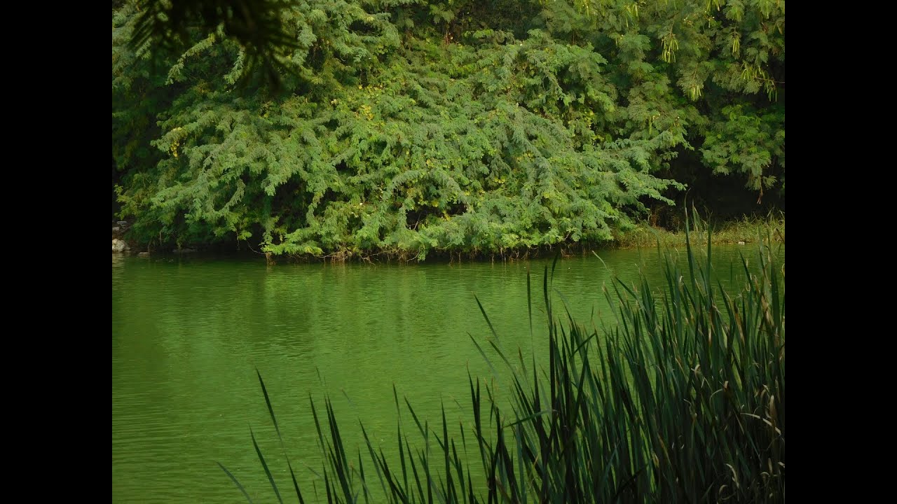 Water Ripples On Old Fort Lake, Delhi. - YouTube