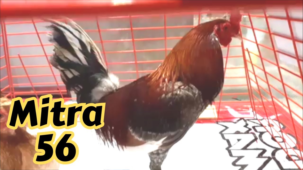 Baham Mitra | Team Escolin | Poultry Show - YouTube