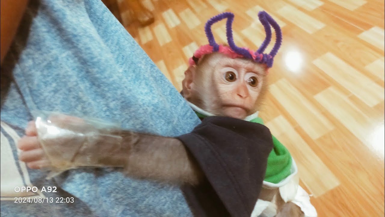 Monkey Xuka is wearing a Sun Wukong bracelet by baby Bi. - YouTube