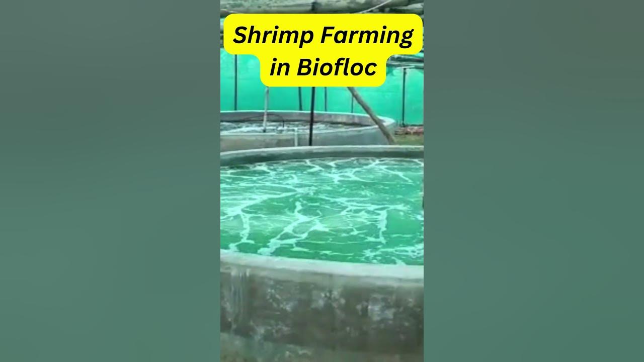 Shrimp Farming in Biofloc Culture | बायोफ्लोक में झींगा पालन Water ...