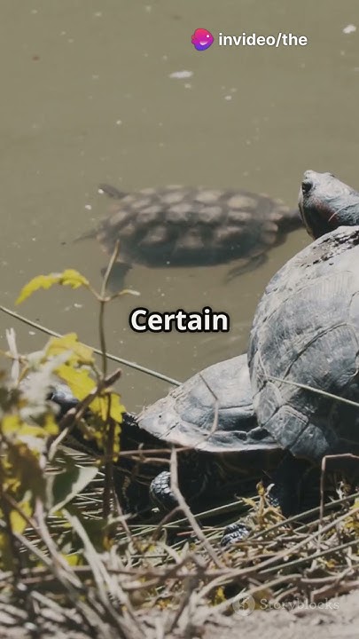 Did You Know Turtles Can Breathe Through Their Butts?! #didyouknow #facts #turtles #animalfacts ...