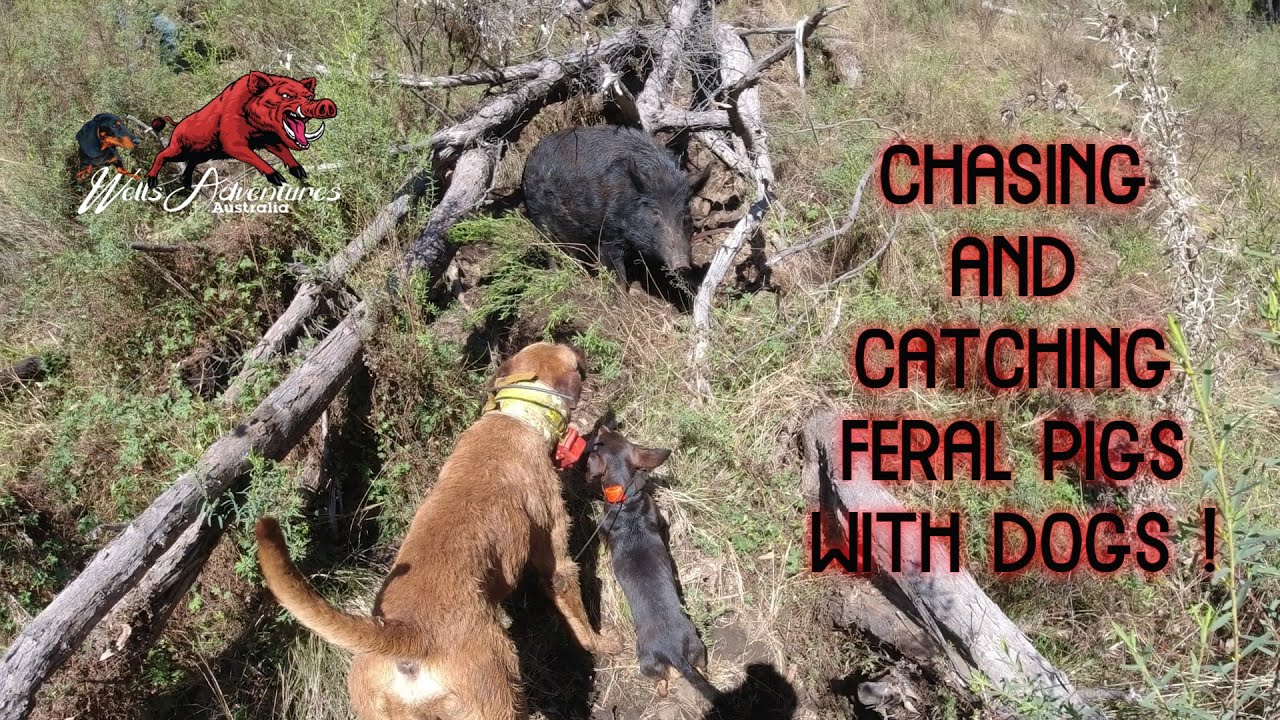 Hunting Feral Pigs with Dogs: "Chief" the Dachshund Vs Big Pig! - YouTube