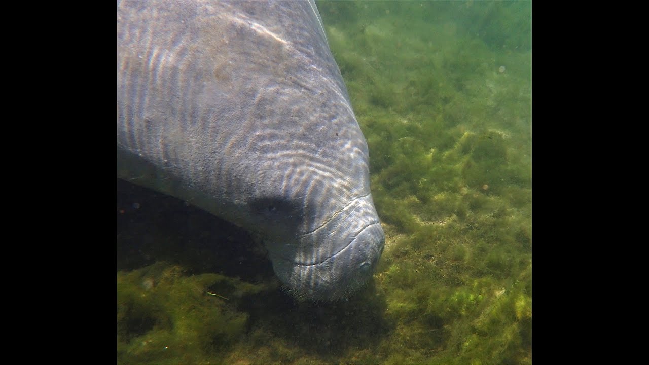 Kayaking with Manatees in Crystal River Florida - YouTube