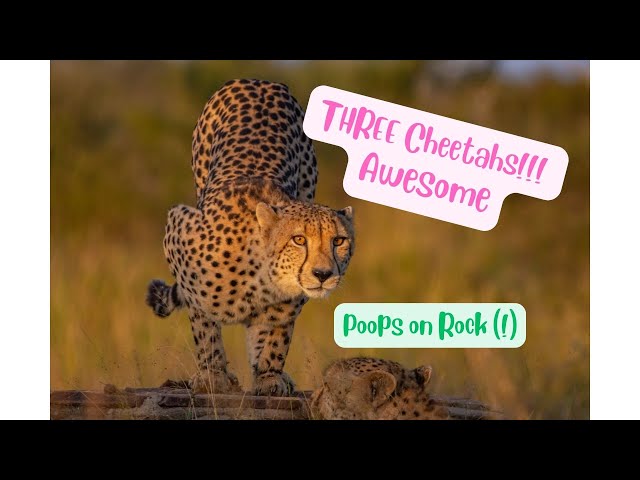 Cheetah Poop
