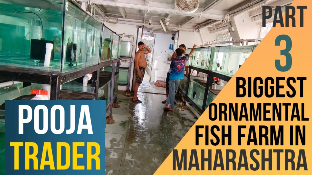 Biggest ornamental fish farm in Maharashtra | Part 3 | pooja trader ...