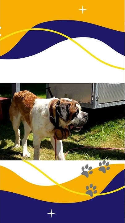 Fun Facts about St Bernard - YouTube