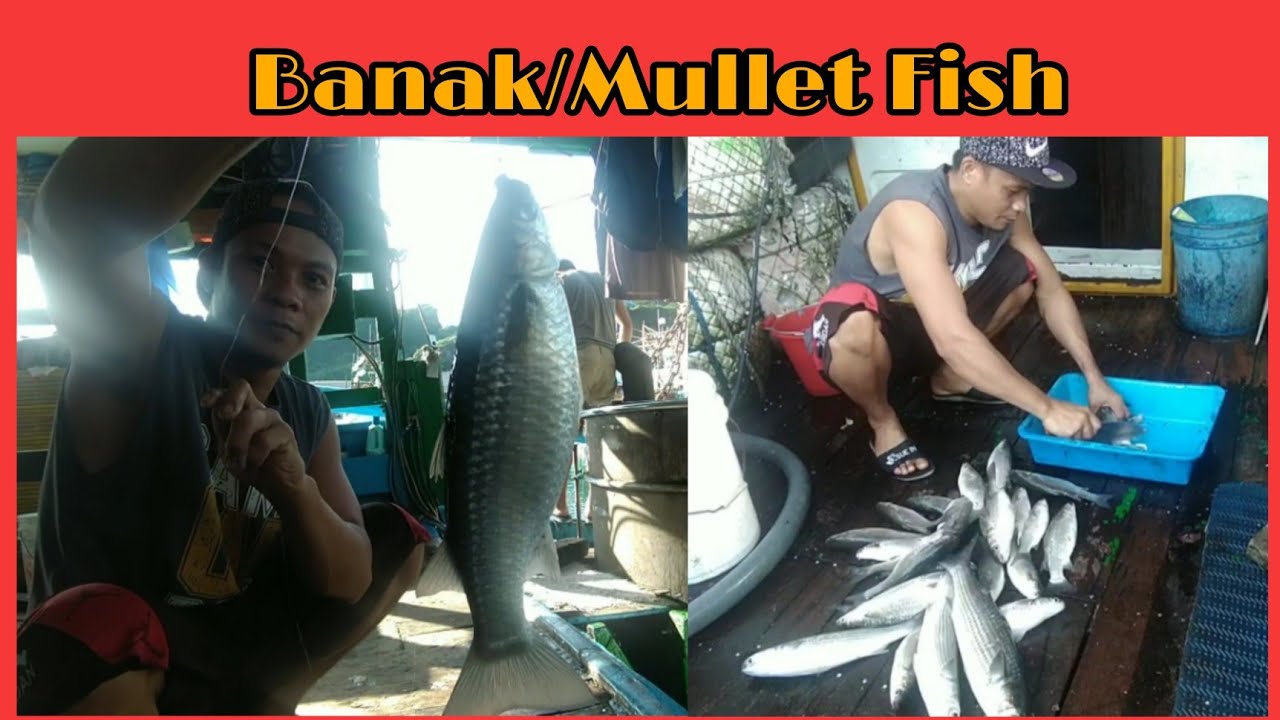 PAANO MANGHULI ng BANAK or MULLET FISH sa gilid ng barko gamit HOOK ...