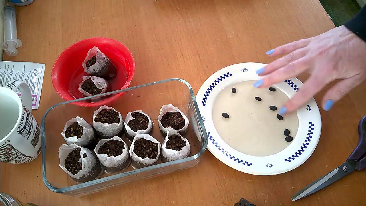 Люффа 2021/Посев семян/Всходы/Уход за всходами люффы. Luffa 2021 ...