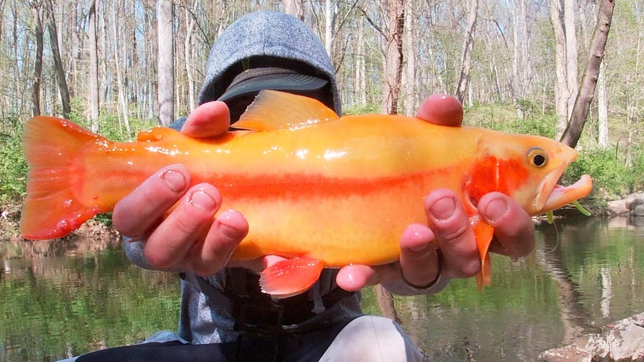 Pa Trout Fishing 2024 The PALOMINO TROUT - YouTube
