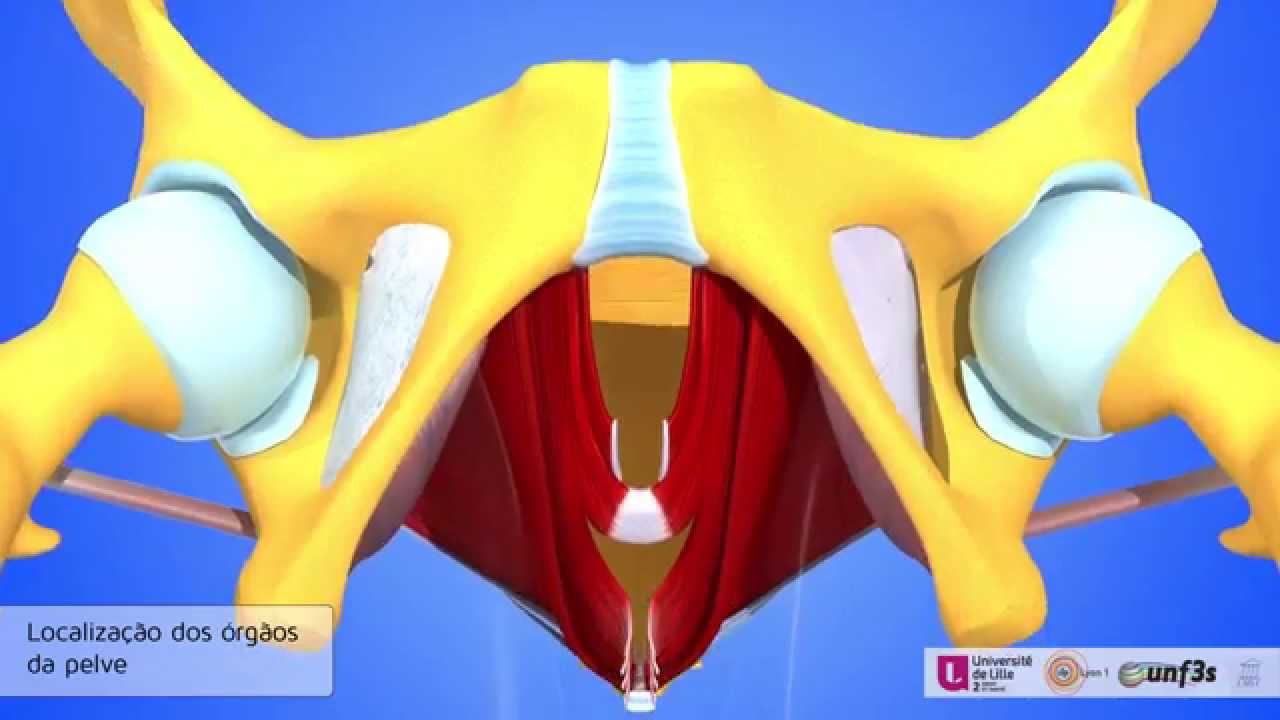 Anatomia Da Cavidade Pelvica A Pelve é Uma Estrutura óssea Que