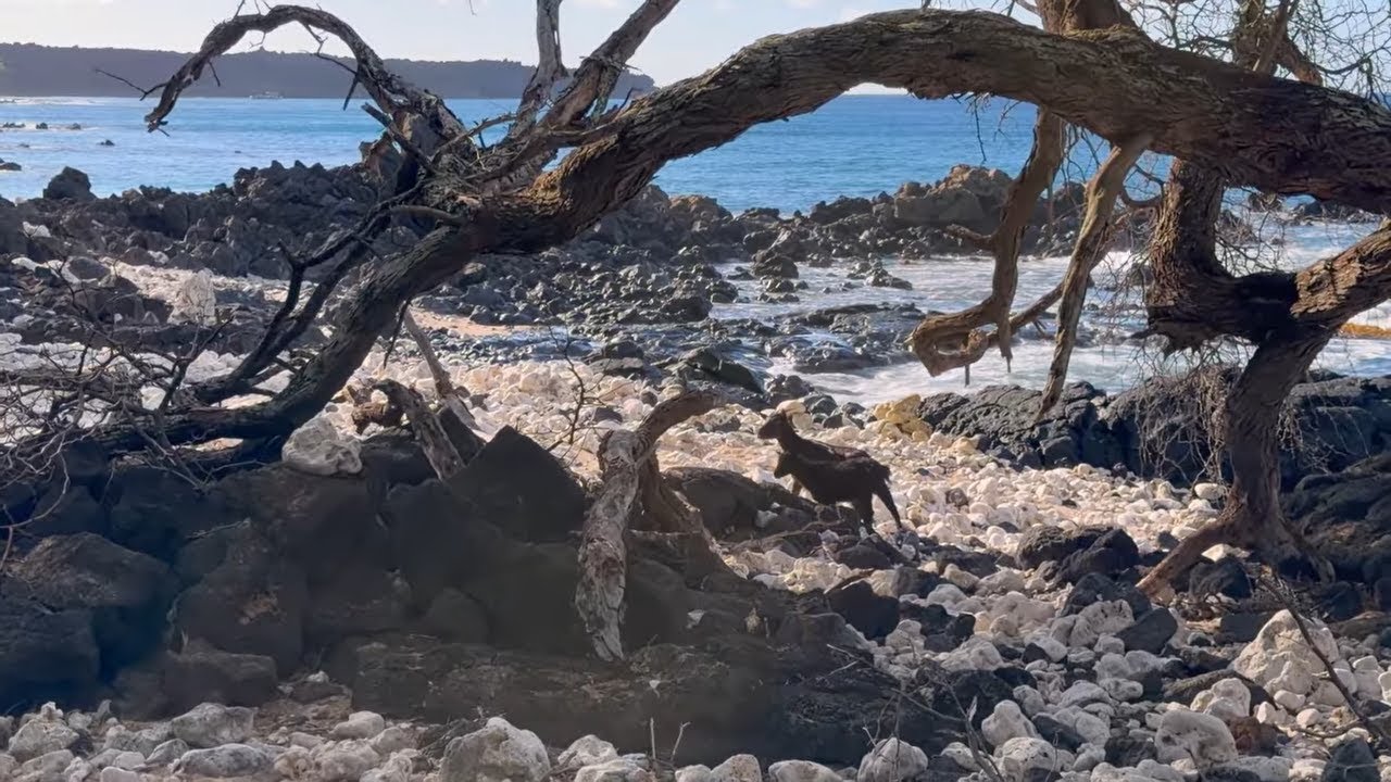 Feral Goats at Lava Fields Beach, Hiking Hoapili Trail, La Perouse Bay ...