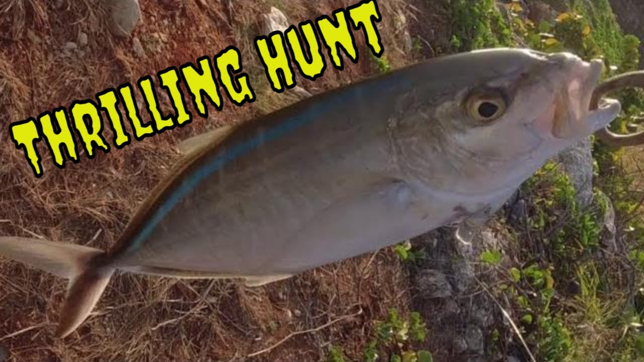 Thrilling Twist: Jamaican Fisherman's Epic Barracuda Hunt Takes ...