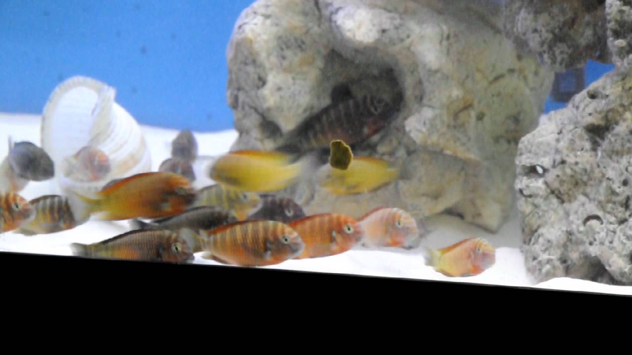 ndole red tropheus moorii feeding - YouTube
