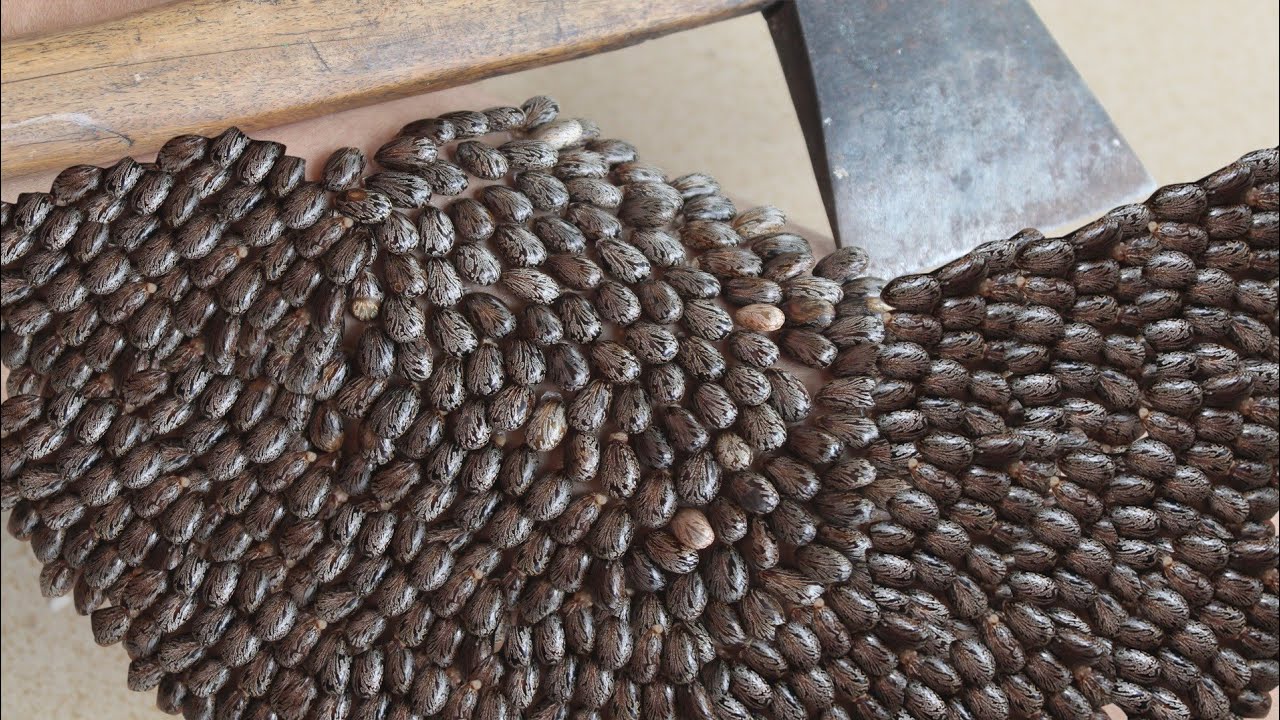 We Help Remove Million Big Ticks On Leg Humans With Ax Eps 52 YouTube We Help Remove Million Big Ticks On Leg Humans With Ax Eps 52 YouTube