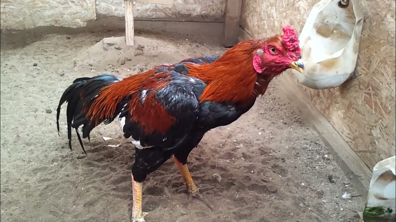 qaib ej qaib khmer - YouTube