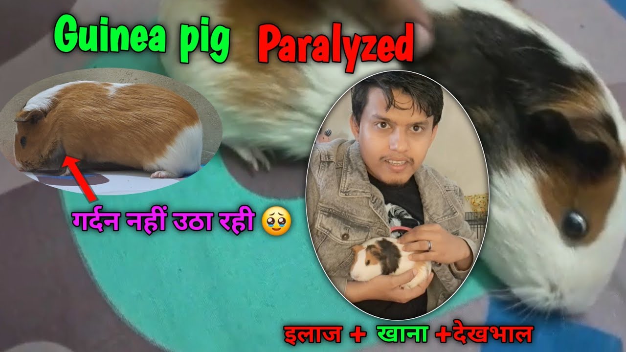 My guinea pig got Paralysed - treatment Vlog - YouTube