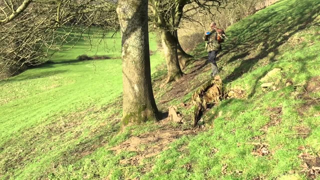 Harris Hawk hunting Rabbit - YouTube