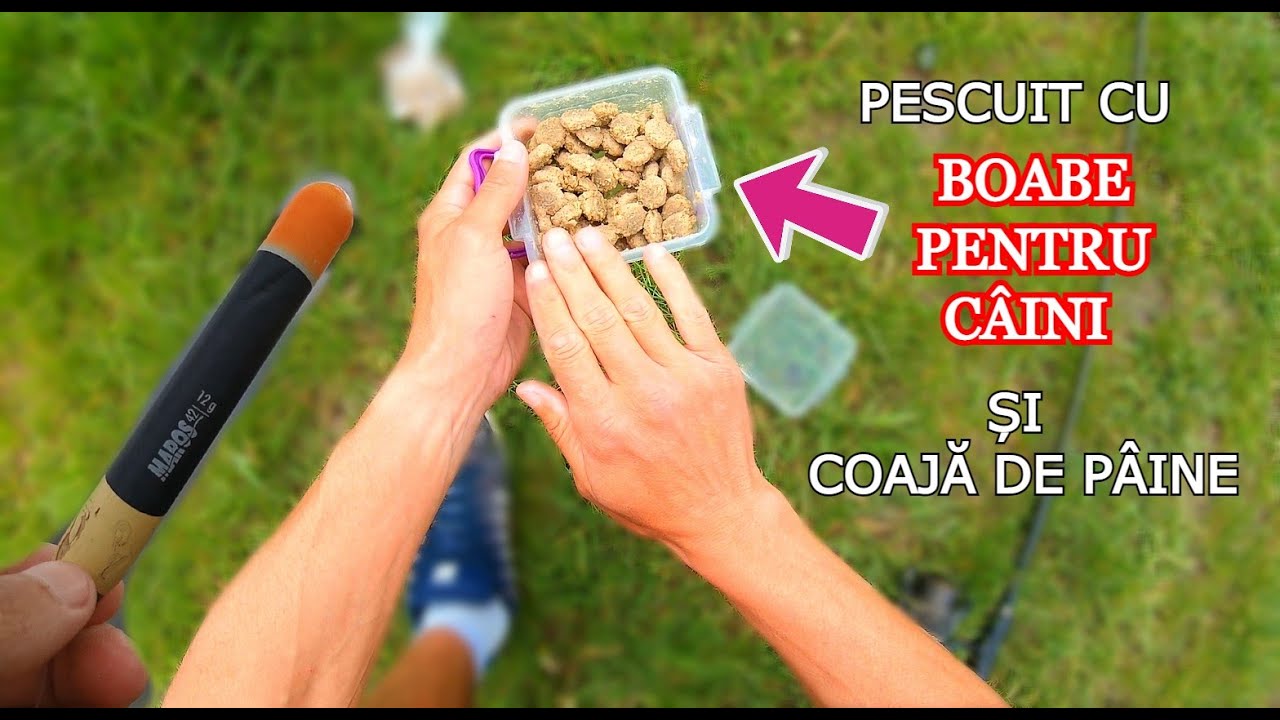 Pescuit La PLUTA cu BOABE PENTRU CÂINI si Coajă de Pâine - Amur (Ten ...